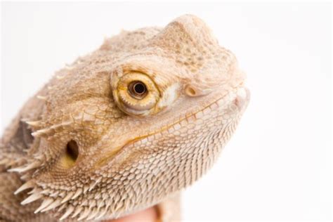 Image result for Simple Lizard Trap