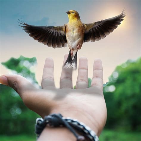 Image result for Vision Flying