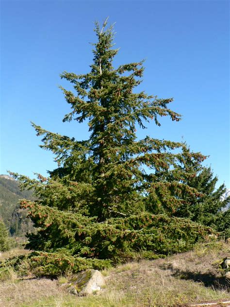 Image result for Fir Tree Identification