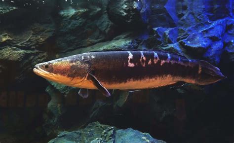 Image result for Red Line Snakehead Fish