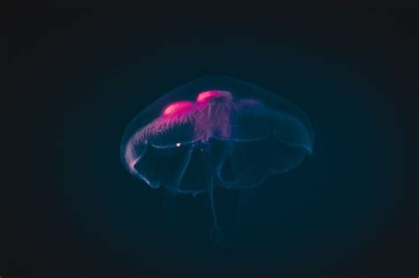 Image result for AVM Recovery