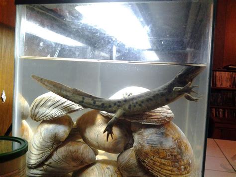 Image result for Toothless Side View