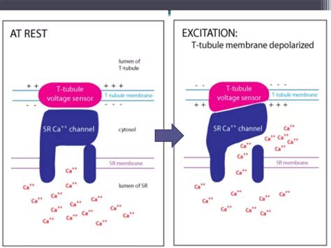 Image result for Excitation Coupling Contraction-Relaxation
