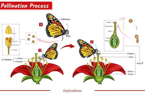 Image result for Flower Pollination Process