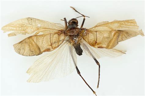 Image result for A Singer Insect