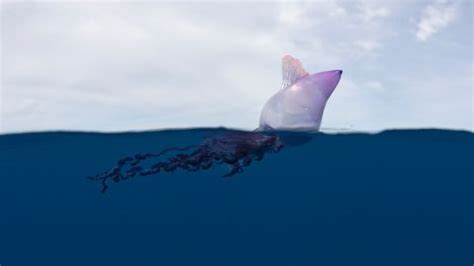 Image result for Venomous Sea Shell