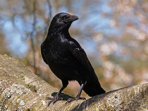 Image result for Different Crows