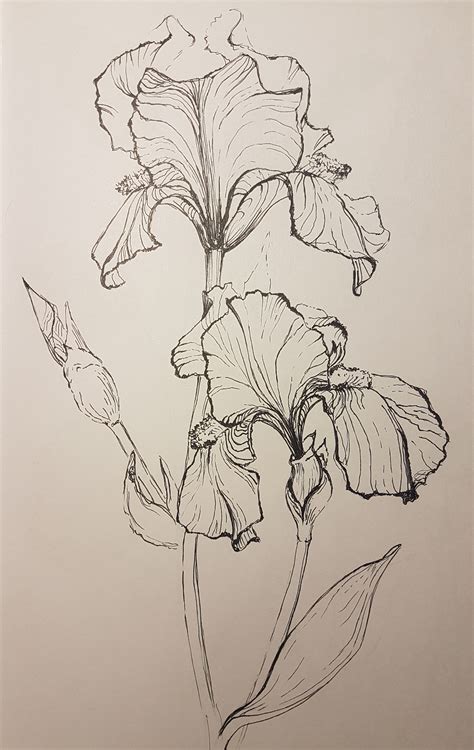 Image result for Ink Line Drawing of Object