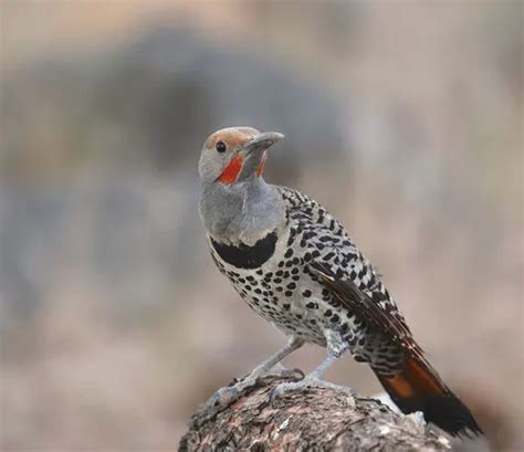 Image result for Live Oak Tree Planting Tips