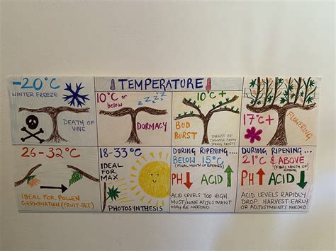 Image result for Vine Success Graph