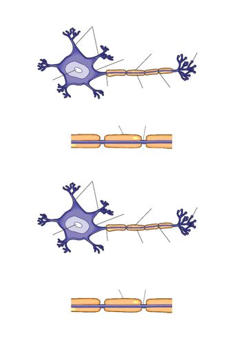 Image result for BTEC Applied Science Muscle Cell