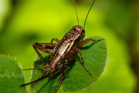 Image result for Cricket Insect Greenscreen