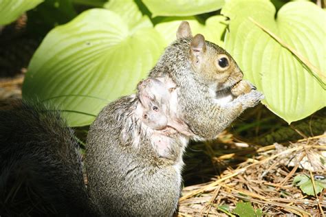 Image result for Bot Fly Larvae in Animals