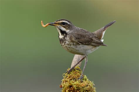 Image result for Insect Production