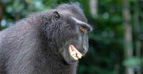 Image result for Macaque Behavior
