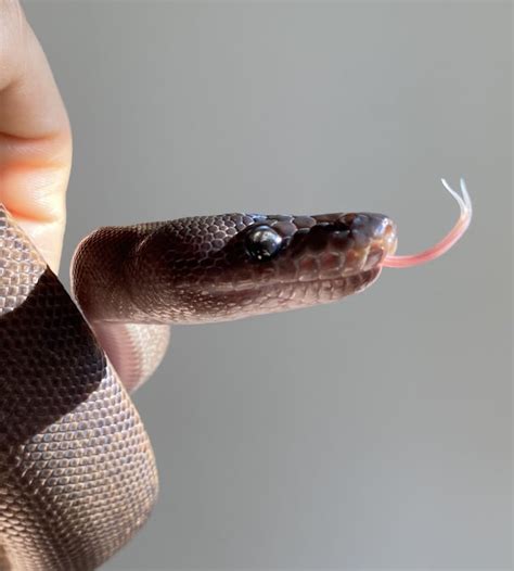 Image result for Suma Ball Python