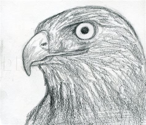 Image result for Simple Drawing of a Hawk
