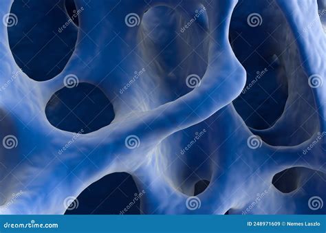 Image result for Normal Bone Formation