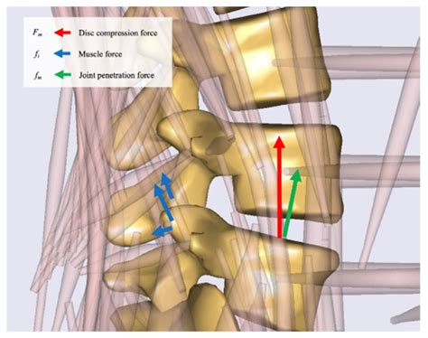 Image result for Force Compression Graph
