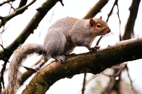 Image result for Tree Squirrel Habitat