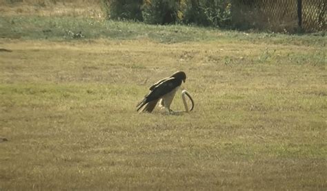 Image result for Hawk Attacking