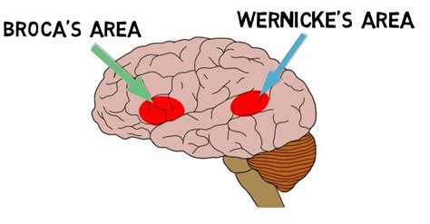 Image result for The Function of the Wernicke Connection