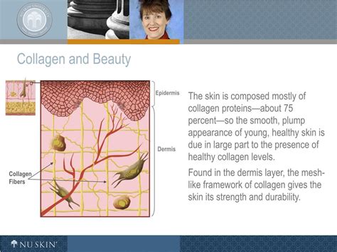 Image result for Collagen Function