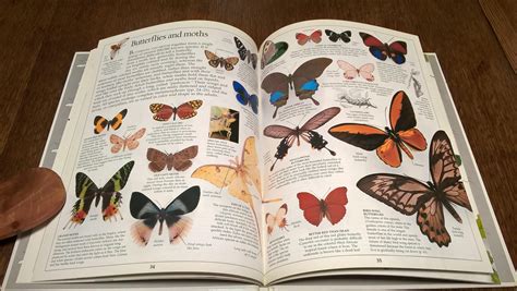 Image result for Insect Read Book