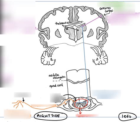 Image result for Spinothalamic Pathway Content