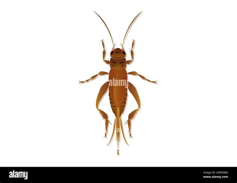 Image result for Cricket Side View Insect
