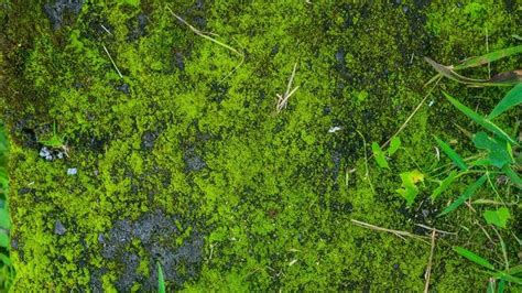 Image result for Minecraft Swamp Block Texture