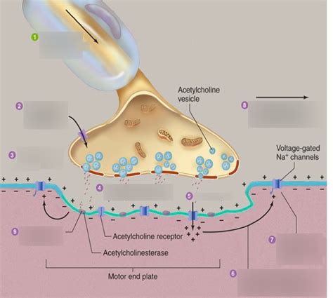 Image result for Label Structures Associated with Excitation-Contraction Coupling