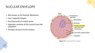 Image result for Nuclear Envelope Localization