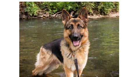 Image result for Bionic Woman Bionic Dog