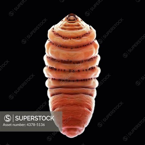 Image result for Bot Fly Larvae in Animals