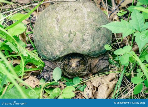 Image result for Michigan Snapping Turtle