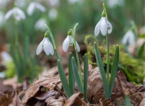 Image result for Snowdrop Campaign