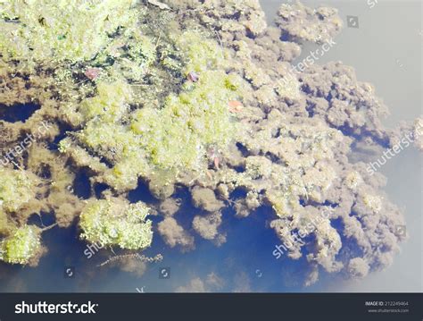 Image result for Minecraft Swamp Block Texture