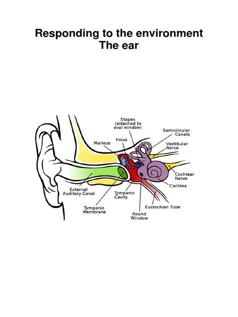 Image result for Grade 12 Life Science the Ear Notes