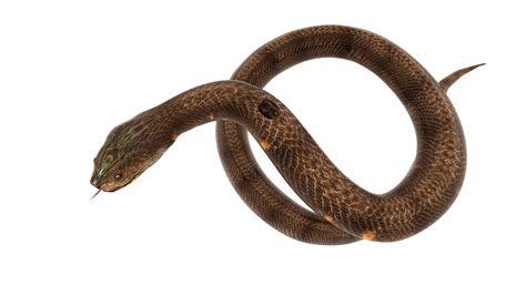 Image result for Python Snake Brown