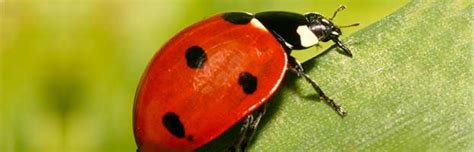 Image result for Lady Bug Insects