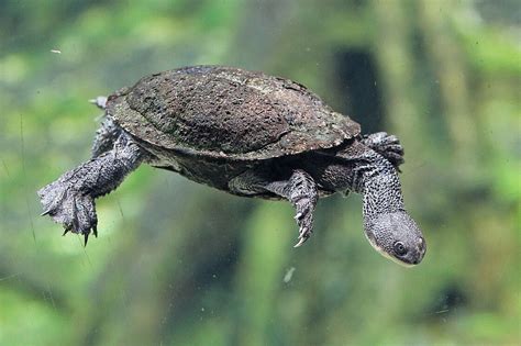 Image result for Long Neck Turtle