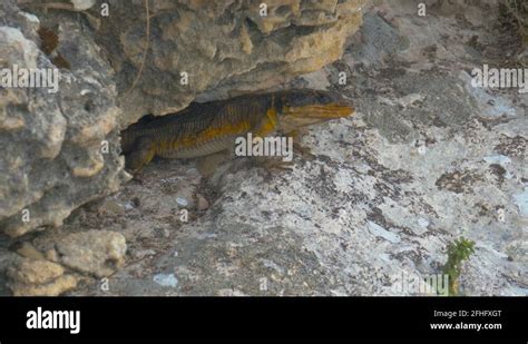 Image result for Lizard Feet