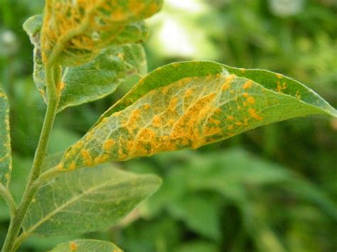 Image result for Willow Tree Rust