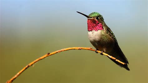Image result for Ruby-throated Hummingbird