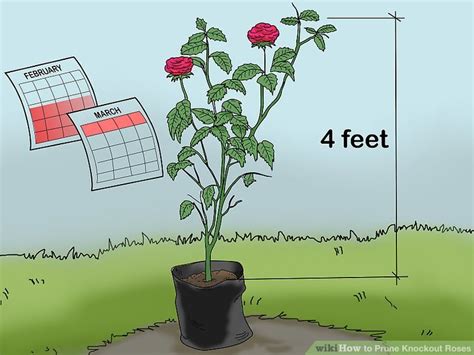 Image result for How to Prune Knockout Roses in Spring