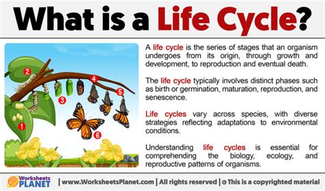 Image result for Example of a Life Cycle