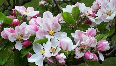 Image result for Self-Pollinating Apple Tree