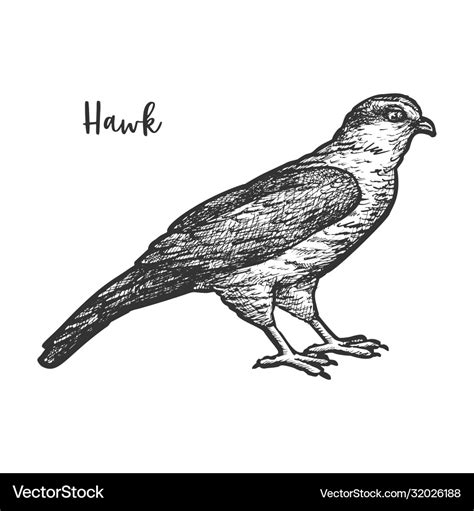 Image result for Hawk Beak Drawing