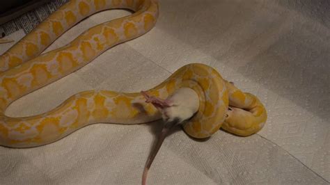 Image result for Reticulated Pythonfloruda Eating Deer